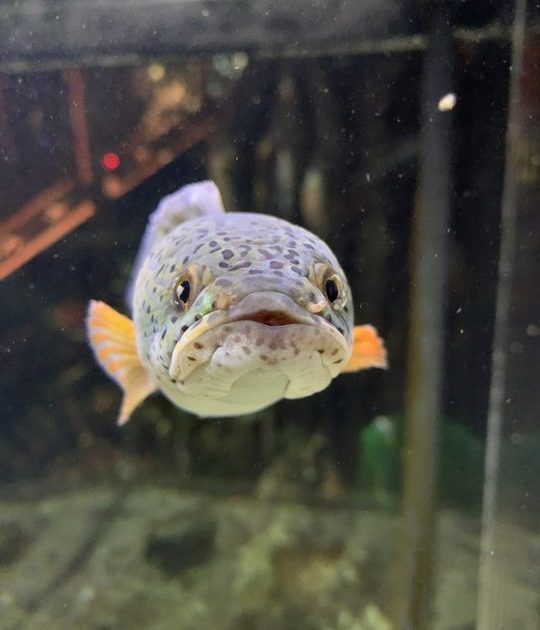 PHPカンファレンス沖縄2023 に登壇してきました! ~やまゆ編~ #phpcon_okinawa｜技術ブログ｜北海道札幌市・宮城県仙台市のVR・ゲーム・システム開発 インフィニットループ